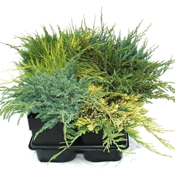 Coniferen mix - laagblijvend P17 (97) - FloraXchange