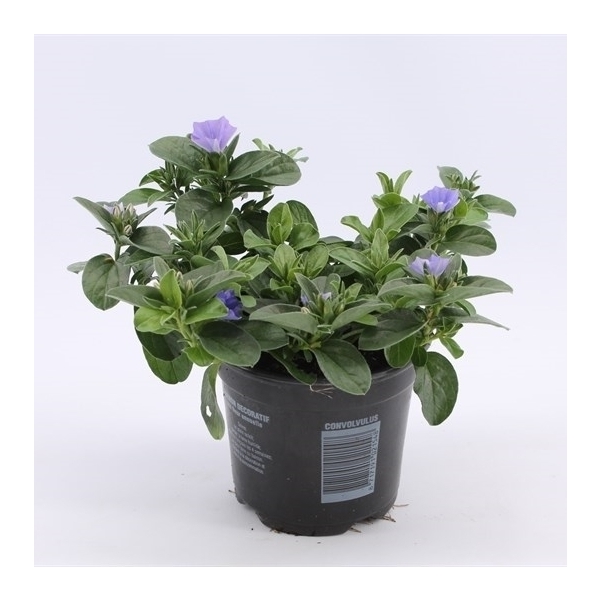 Convolvulus sabatius Early Blue (10CONVOLVULUS) - FloraXchange