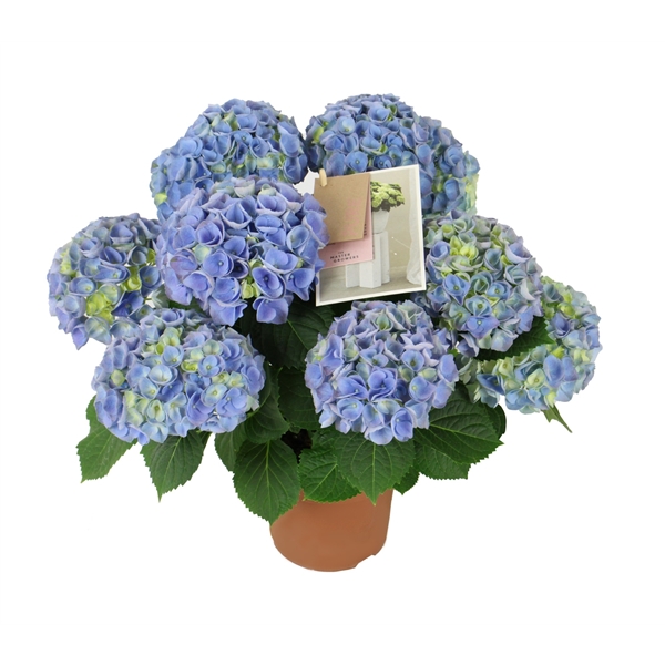 Hydrangea mac. Hi River Blue 5+ Flowers (RIVERBL5) - FloraXchange