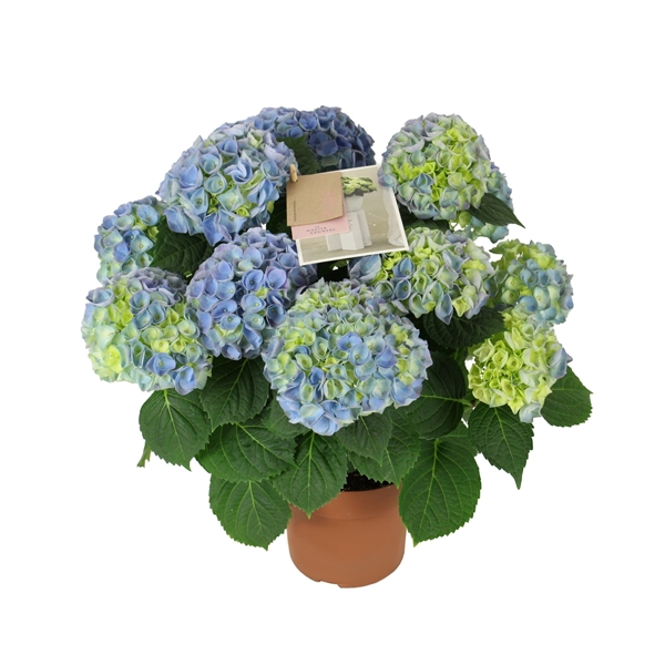 Hydrangea mac. Hi River Blue 9+ Flowers (RIVERBL9) - FloraXchange
