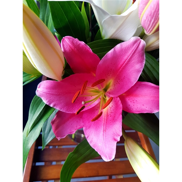 Li Or Tarrango 4+ (1082849545-C) - FloraXchange