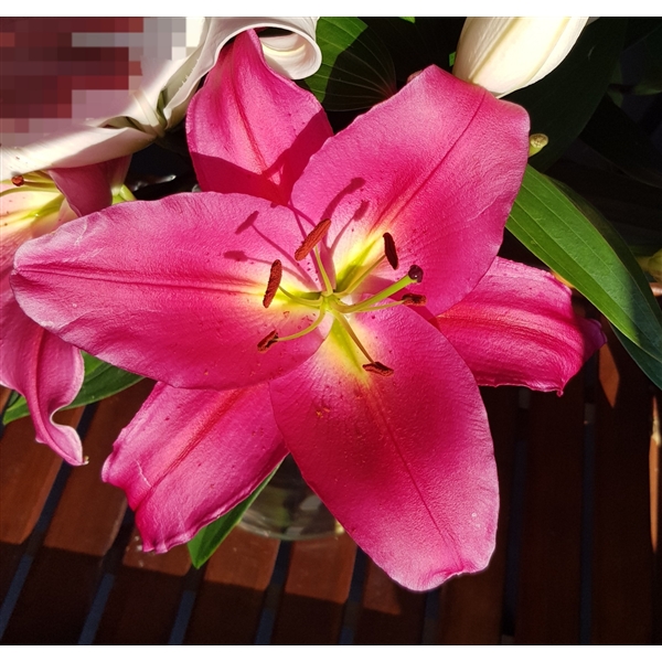 Li Or Tarrango 4+ (1082849545-C) - FloraXchange