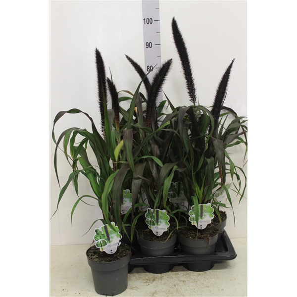 Pennisetum glaucum 'Purple Baron' P17 (PEGPUBARON17) - FloraXchange