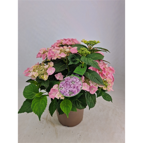 Hydrangea macrophylla Frisbee Roze (23HOR028) - FloraXchange