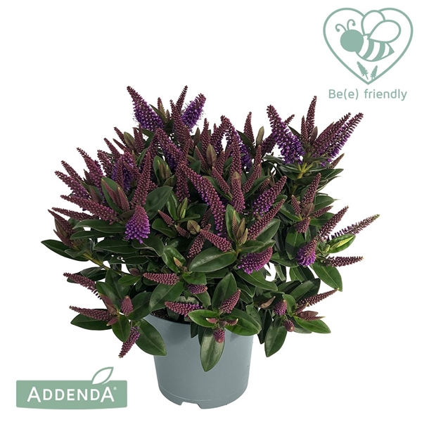 HebeDonna® Addenda® Mucha Purple (Hebe15MuchaP) - FloraXchange