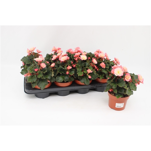 Begonia 'Glory Garden' Bicolor (BEGGLORBICO) - FloraXchange