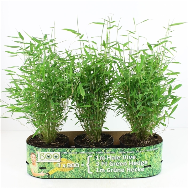 Fargesia BOO-Meter (FA17MTR) - FloraXchange