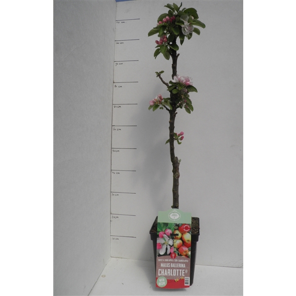 Malus dom. Ballerina Charlotte ® (1055) - FloraXchange Malus dom. Ballerina Charlotte ® (1055) - FloraXchange