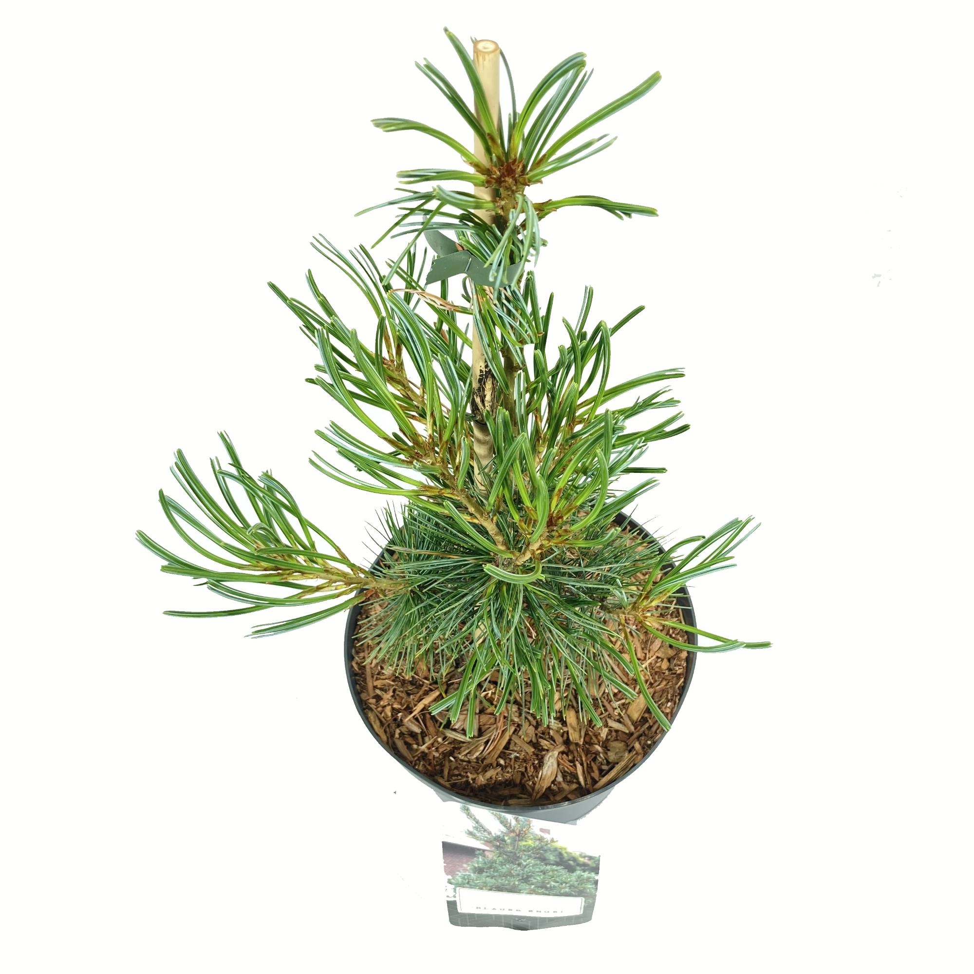 Pinus parviflora 'Blauer Engel' (pipbengelc2.5) - FloraXchange