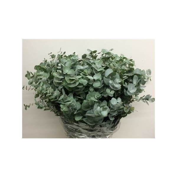 Euca Cinerea Long 350grams (82046) - FloraXchange