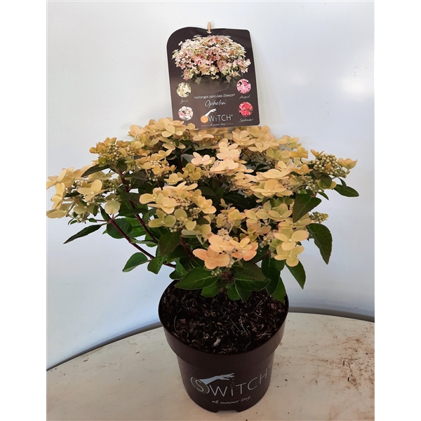 Hydrangea pan. Switch Ophelia (HYPSOPH) - FloraXchange