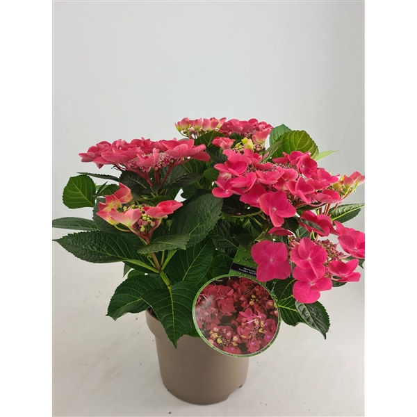 Hydrangea macrophylla 'Frisbee Hot Pink' (23HOR008) - FloraXchange