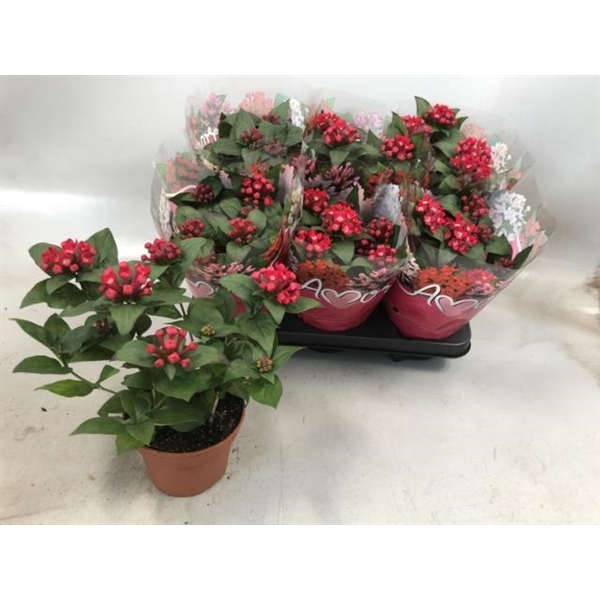 Bouv Amora Anna (52a2e28a6fd2c) - FloraXchange