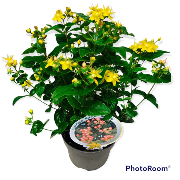Hypericum Miracle Blossom C2 (016210) - FloraXchange