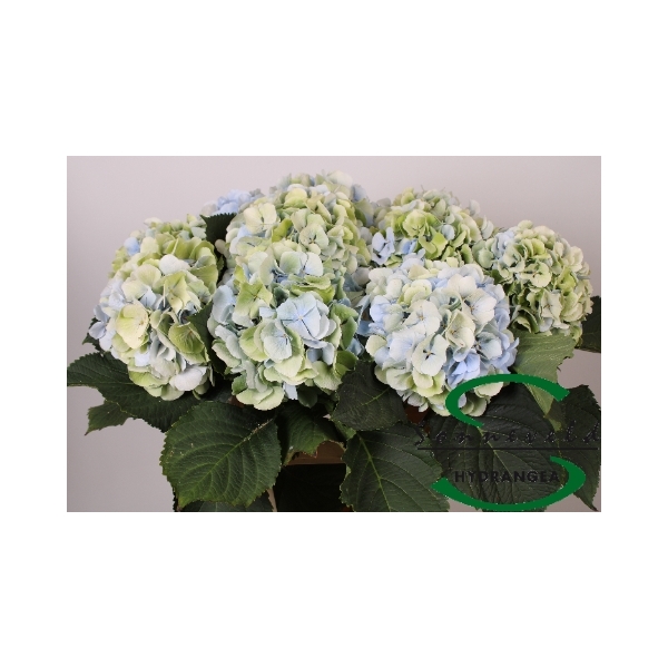 HYDR M VERENA BL CL . (GM-50581) - FloraXchange