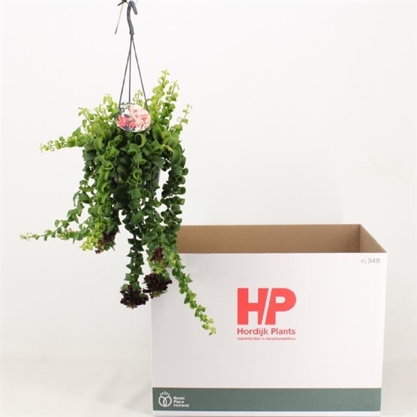 Aeschyn Rasta (9febb0346c04d) - FloraXchange