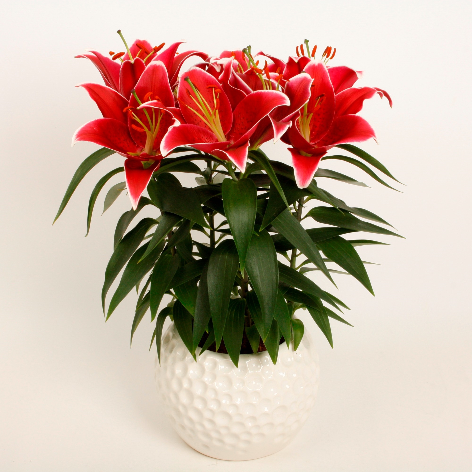 Lilium Sunny Keys 'kleur' (or. lelie) (156 - k) - FloraXchange