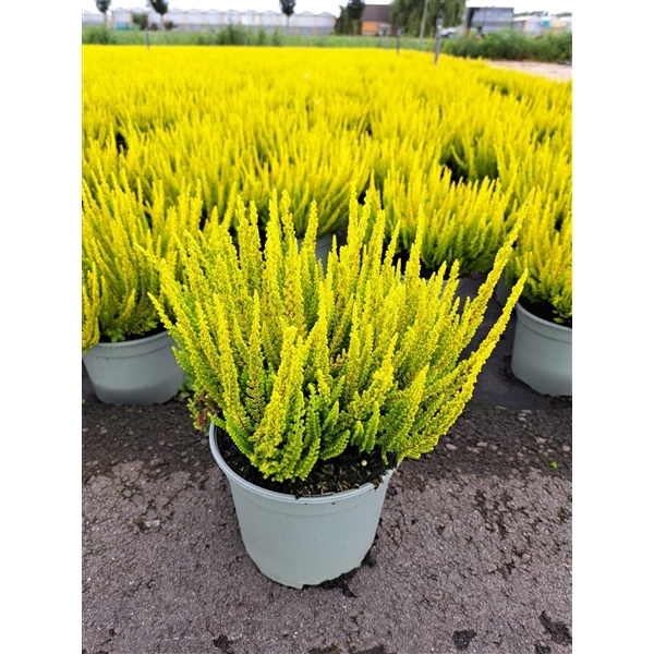 Calluna 'Beauty Ladies Yellow' (CAL17YELVWT) - FloraXchange