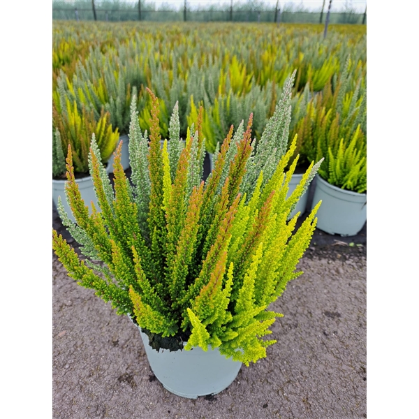 Calluna 'Beauty Ladies Trio' (CAL17TRIVWT) - FloraXchange