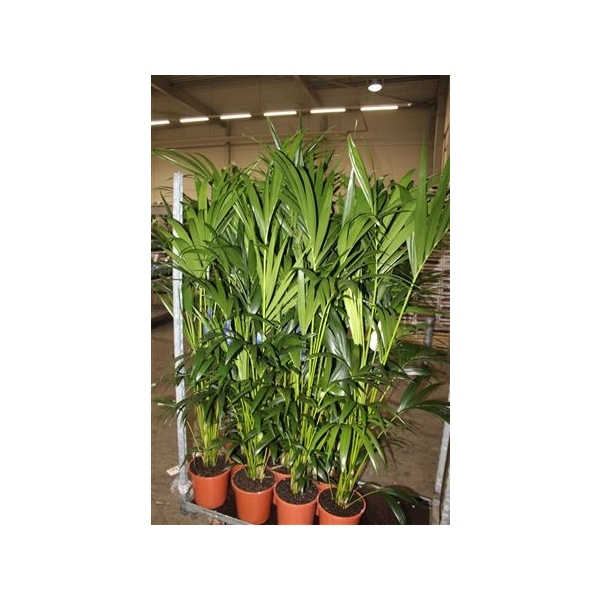 Howea Forsteriana (1e37a6b02b824) - FloraXchange