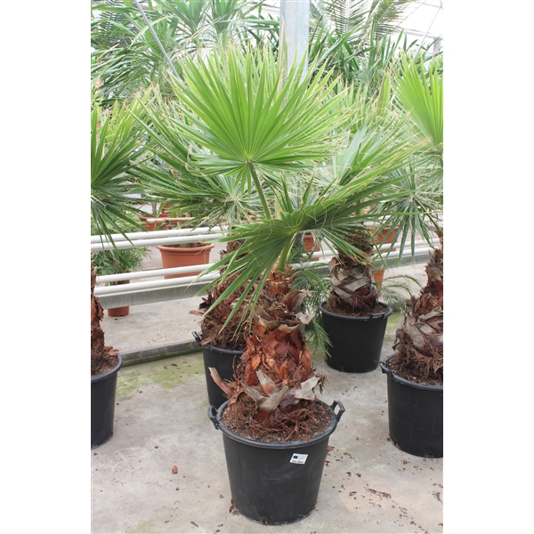 Washingtonia robusta (WaRo50St) - FloraXchange