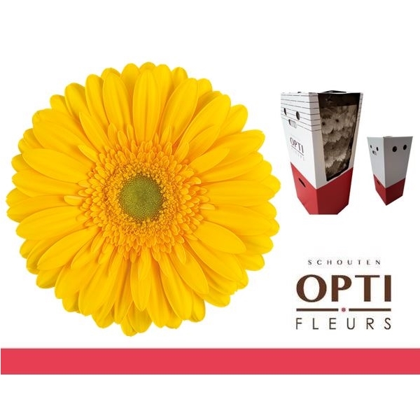 GE GR SUBMARINE - AQ-box (17ea9465ccc01) - FloraXchange