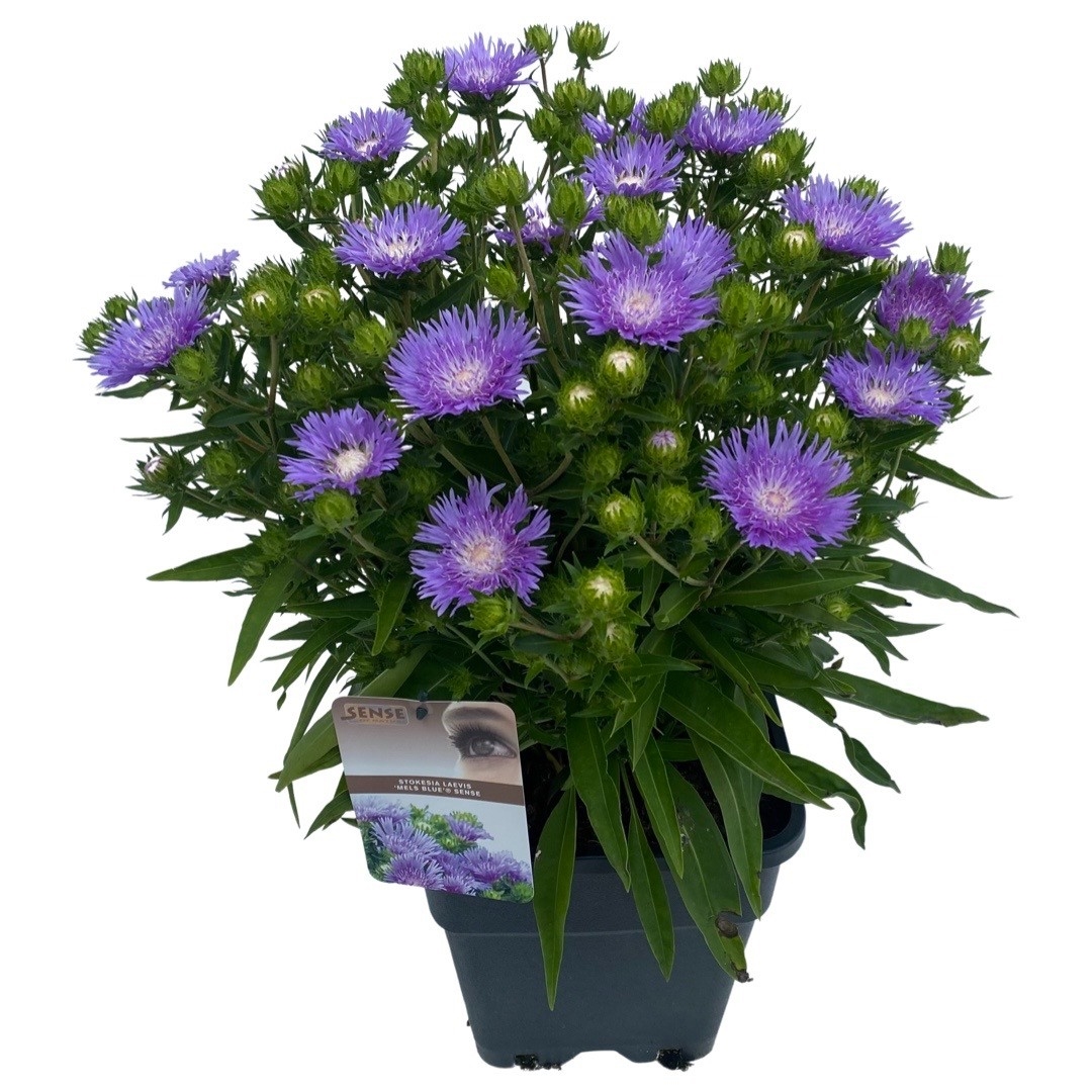 Stokesia laevis 'Mels Blue' ® sense (stomel27) - FloraXchange