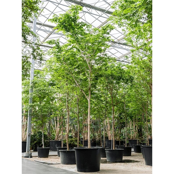 Bulnesia arborea (4BUARRS05) - FloraXchange