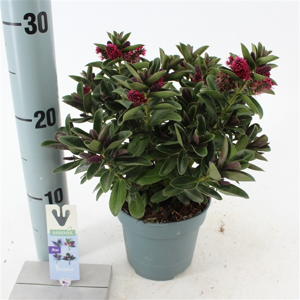 Hebe Petita® 'Red' (Addenda) (hepredP12) - FloraXchange