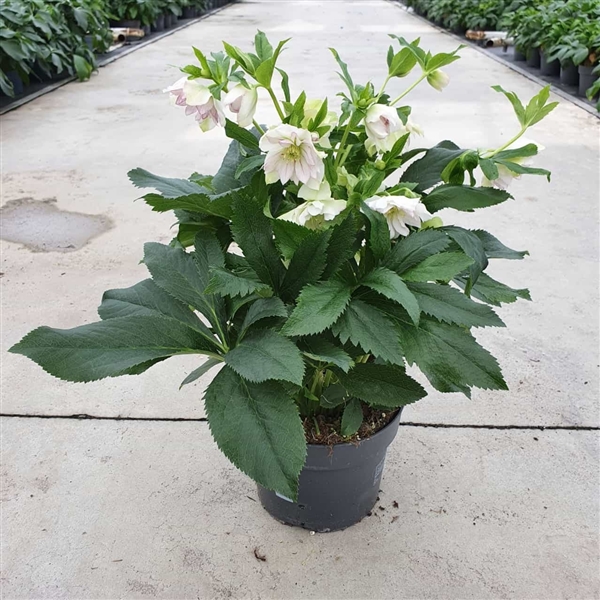 Helleborus Orientalis VIV Double Flowered Bicolor 19 cm (HOVIRENA19CM ...