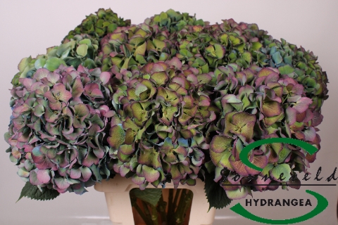 HYDR M PIMPERNEL CL . (GM-50582) - FloraXchange