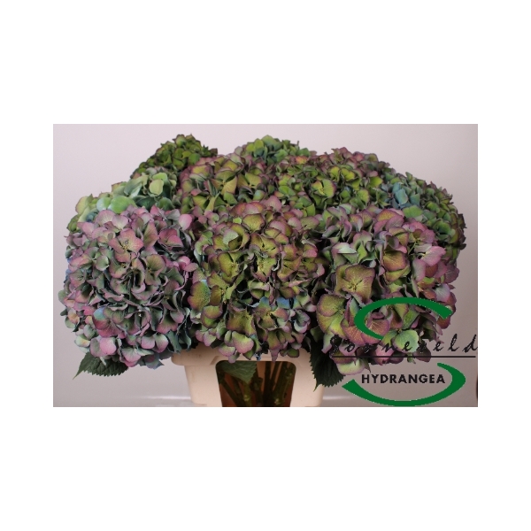 HYDR M PIMPERNEL CL . (GM-50582) - FloraXchange