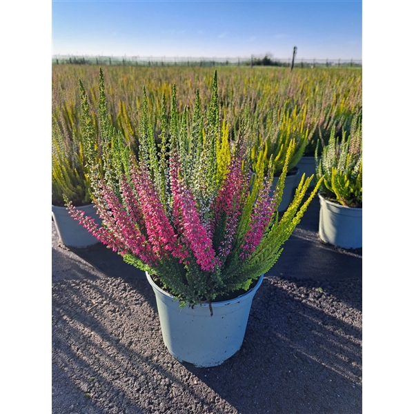 Calluna 'Beauty Ladies Trio' (CAL17TRIVWT) - FloraXchange