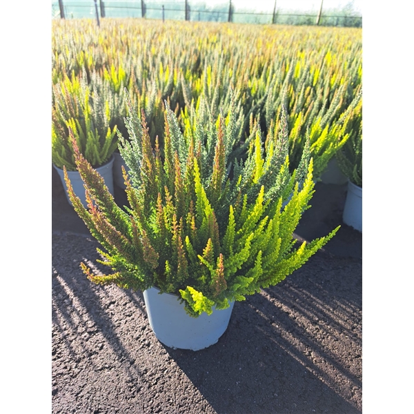 Calluna 'Beauty Ladies Trio' (CAL17TRIVWT) - FloraXchange