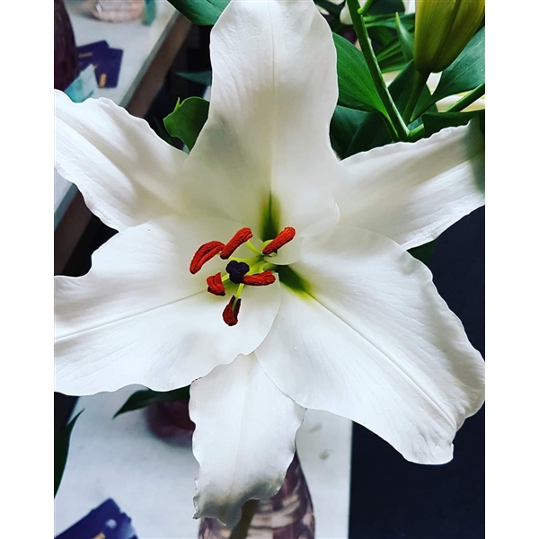 Li Or Signum 4+ (1064299545-B) - FloraXchange