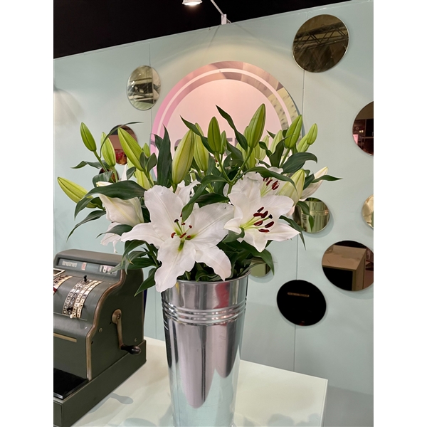 Li Or Signum 4+ (1064299545-B) - FloraXchange