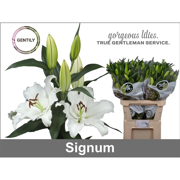Li Or Signum 4+ (1064299545-B) - FloraXchange