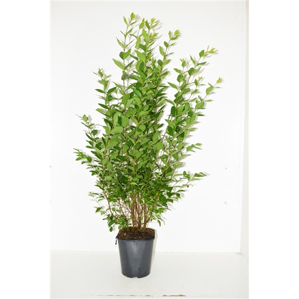 Ligustrum ovalifolium 80-100 cm c5 haag (ligust c4) - FloraXchange