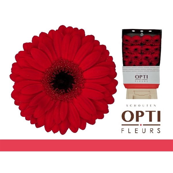 GE GR BEAUTY-Diamond (201f9e9418dcc) - FloraXchange