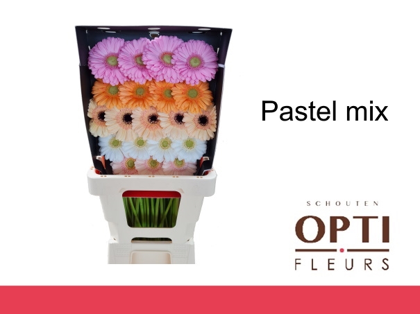 GE MI PASTEL MIX-Diamond (cb8f4cd031f33) - FloraXchange