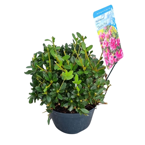 Rhododendron (AJ) 'Geisha Pink' (RHGPINKC2,5) - FloraXchange