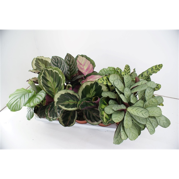 Calathea mix P12 (Calat-12-Mix) - FloraXchange