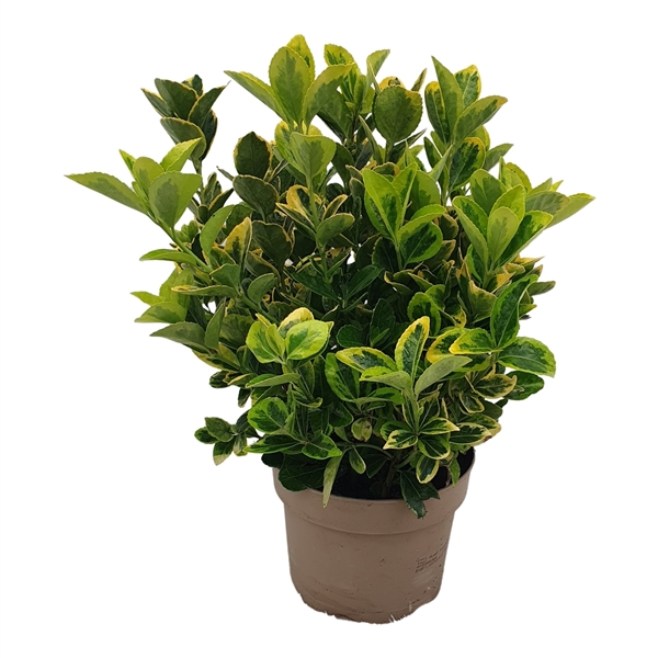 Euonymus Aurea (EA17) - FloraXchange