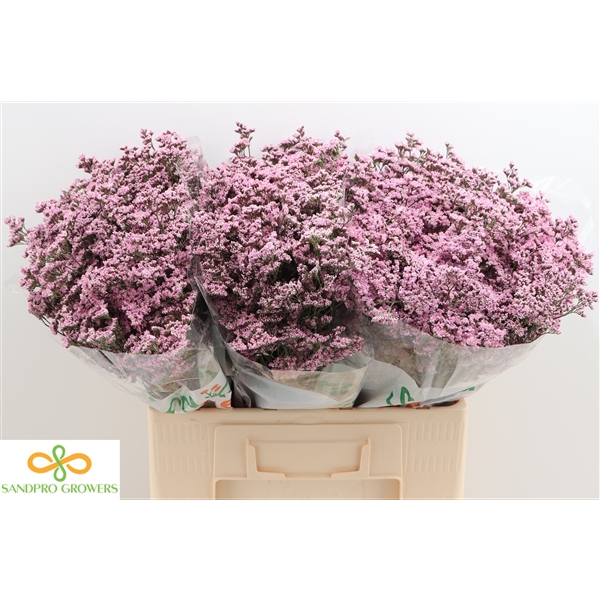 LIM SAF OSHI PINK (805dac5106067) - FloraXchange