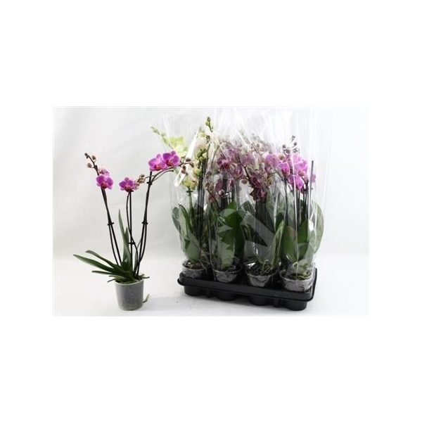 Phal Mf Gem 3 Kl 3 Branches 20+ (601edc8aa4469) - FloraXchange