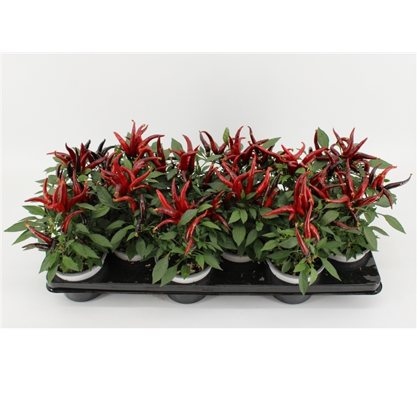 Capsicum Sombrero Joker paars/rood (Cap17) - FloraXchange