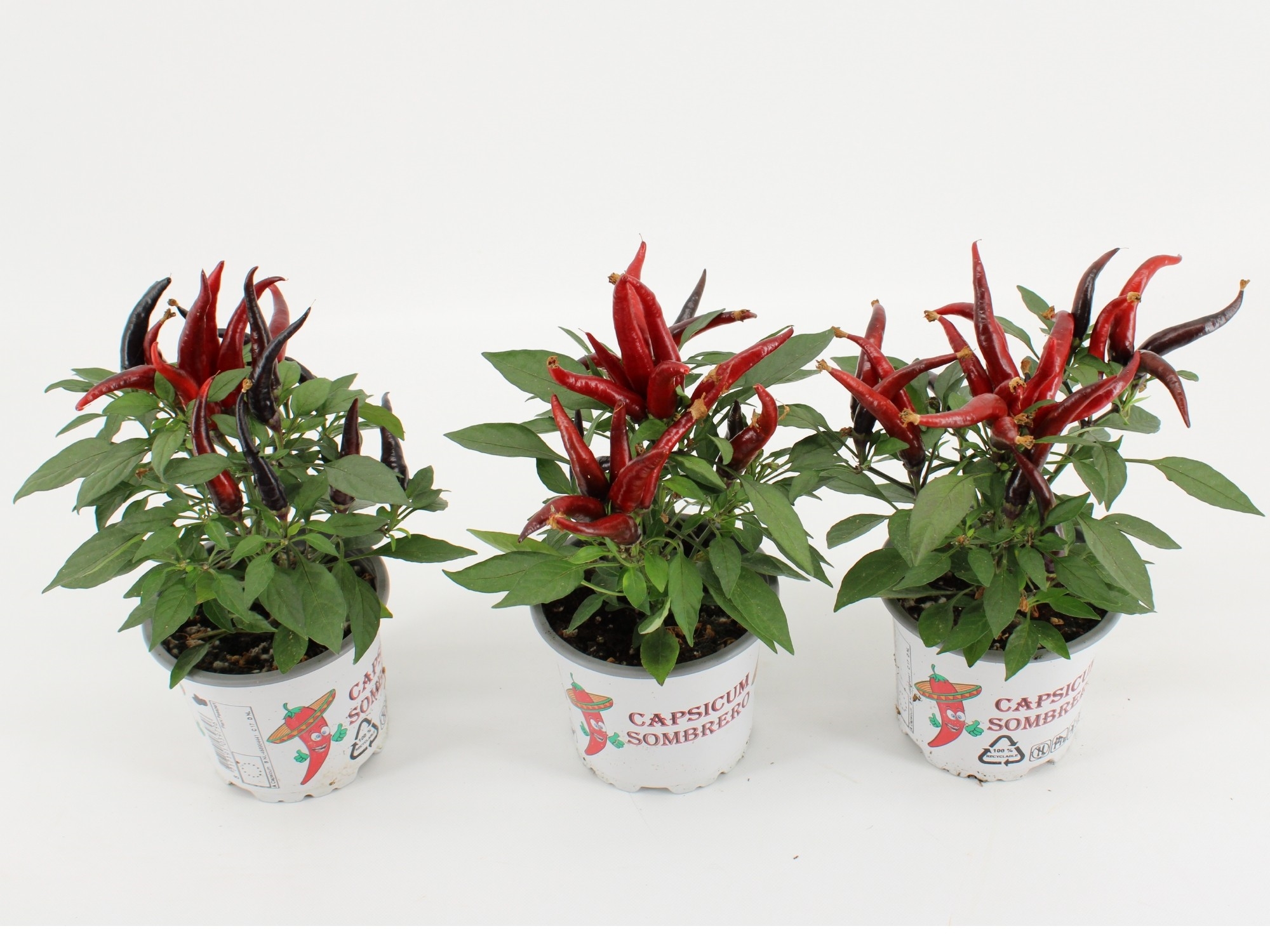 Capsicum Sombrero Joker paars/rood (Cap17) - FloraXchange