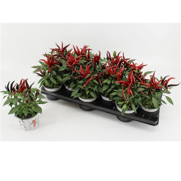 Capsicum Sombrero Joker paars/rood (Cap17) - FloraXchange