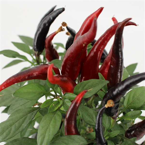 Capsicum Sombrero Joker paars/rood (Cap17) - FloraXchange