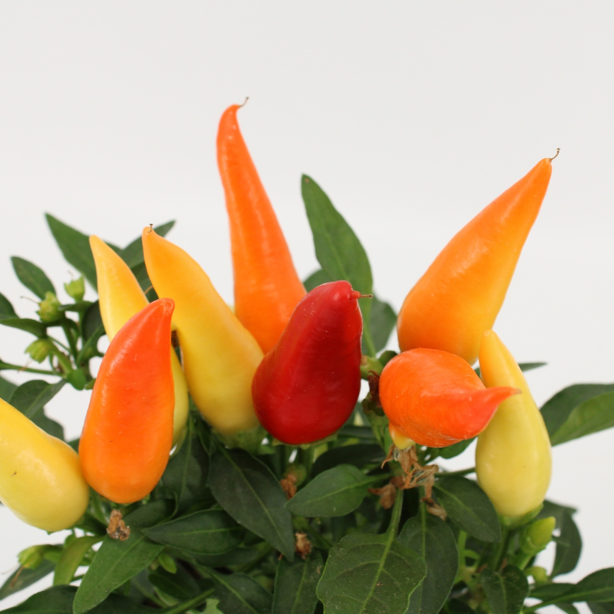 Capsicum Sombrero Joker (Cap16) - FloraXchange